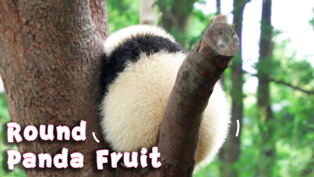 Wow! Lovely "Panda Fruit" On The Tree | iPanda - YouTube