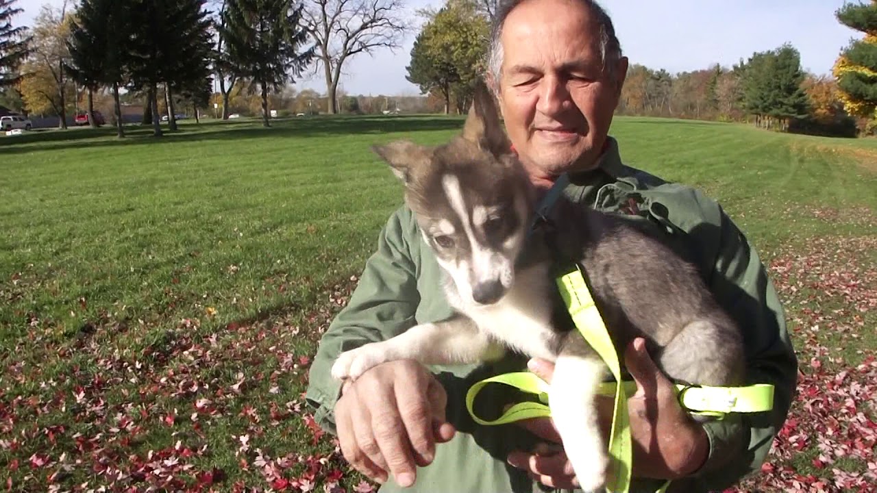 Greg With A Husky Puppy - The Dog is for sale - YouTube