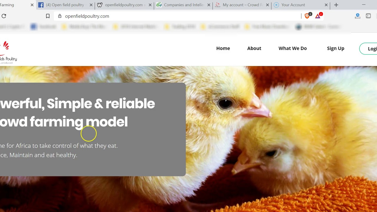 Open Field Poultry Review Part 1 - YouTube