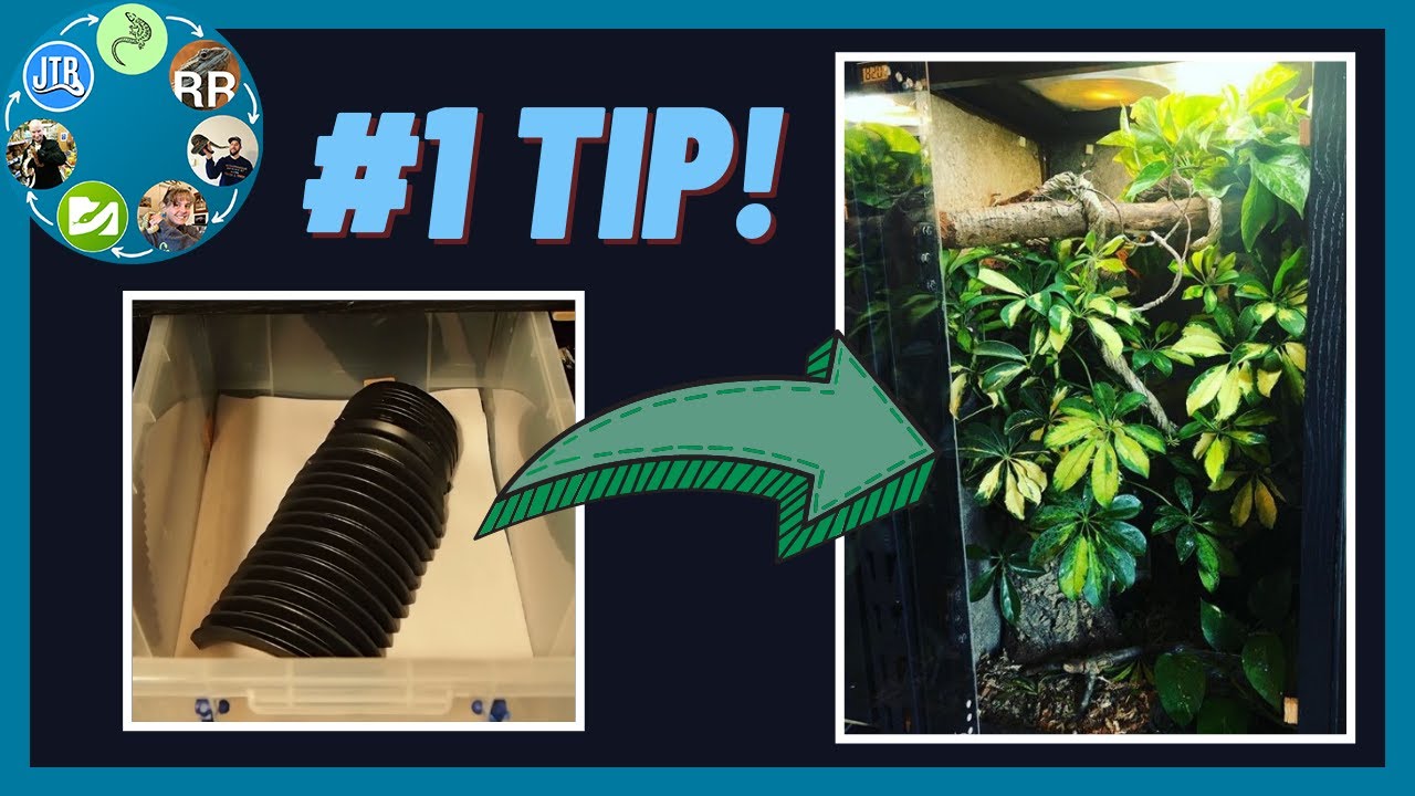 Best Type of Reptile Setup!! | Progressing Your Reptile Care - YouTube