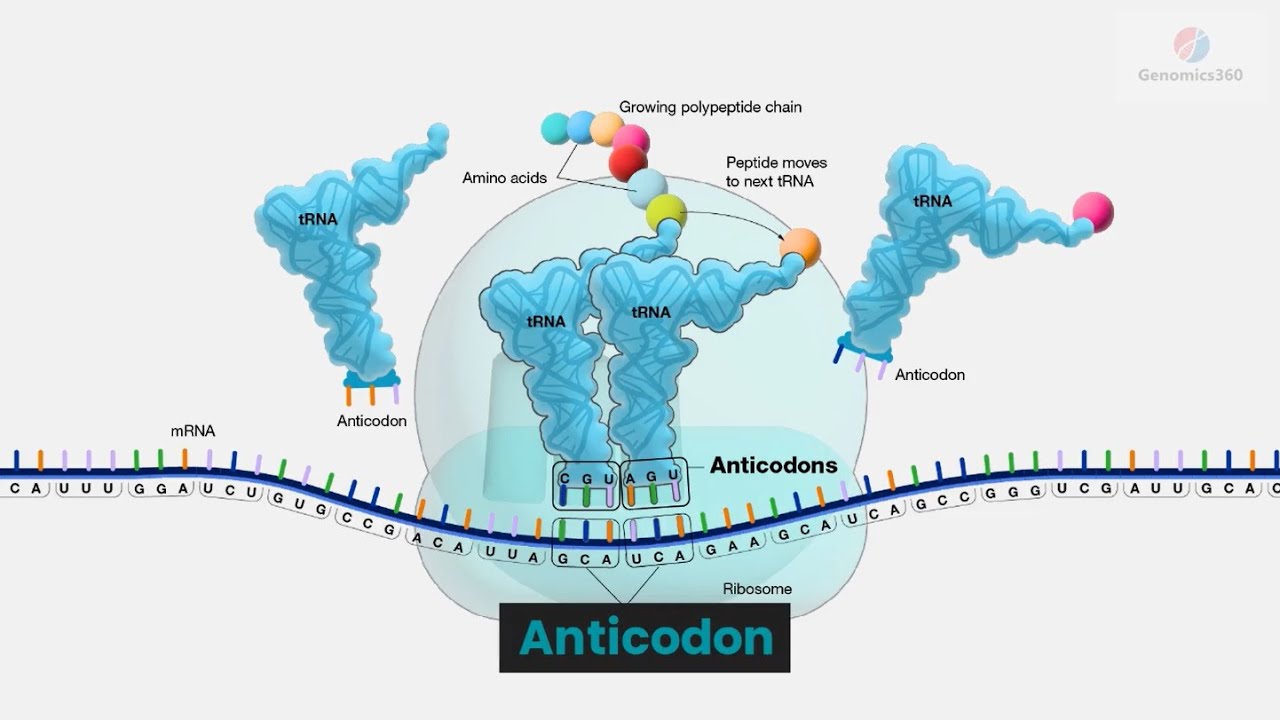 Anticodon - YouTube
