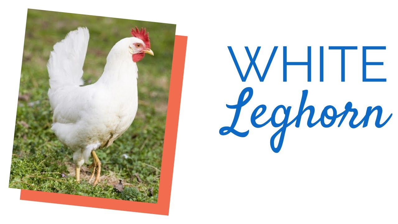 White Leghorn Chicks | Chickens For Backyards - YouTube