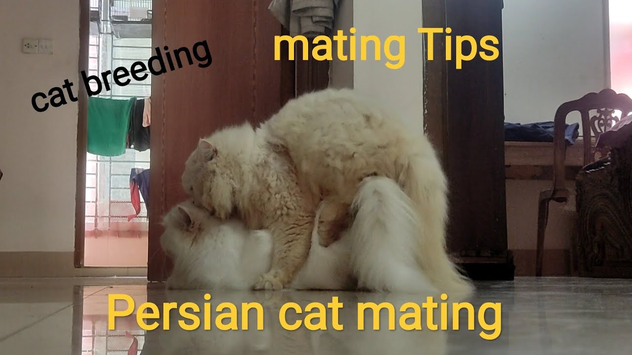 How to Breed a Persian Cat | Persian Cat Mating Tips | Persian Cat ...