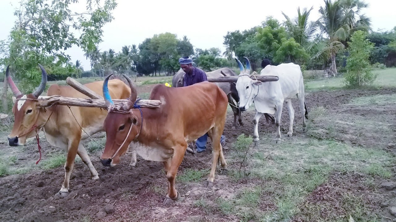 formar cultivate agriculture using bullock cow videos bullock cart ...