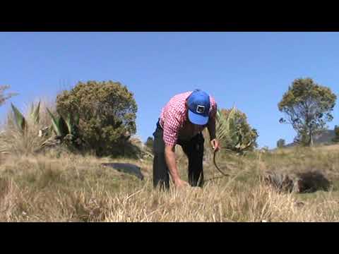 RABDOMANCIA O RADIESTESIA EN EL RANCHO SAN MIGUEL BUENA VISTA, MPIO ...