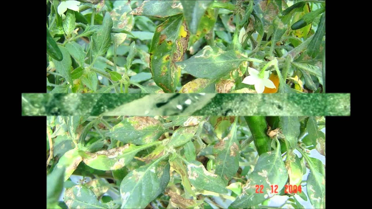 identificación visual minador de la hoja en chile. - YouTube