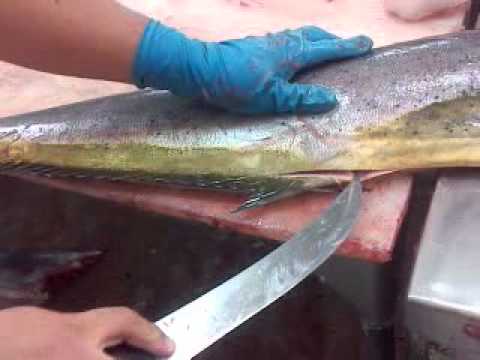 filete magi ( pez dorado ).3gp - YouTube