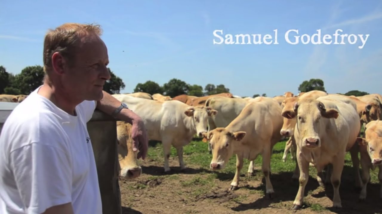 Rencontre avec les boeufs de Samuel Godefroy - YouTube