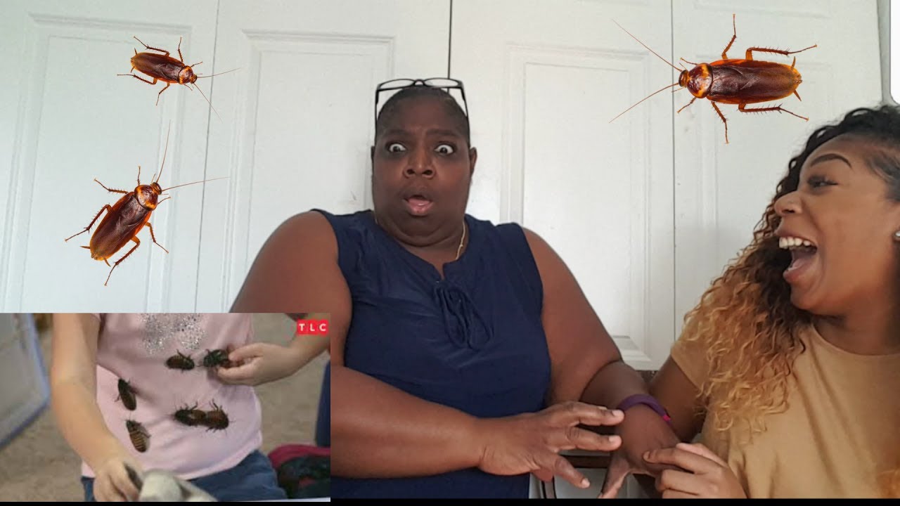 Jamaican Mom Reacts Obsessed with Collecting Cockroaches | My Kid's ...