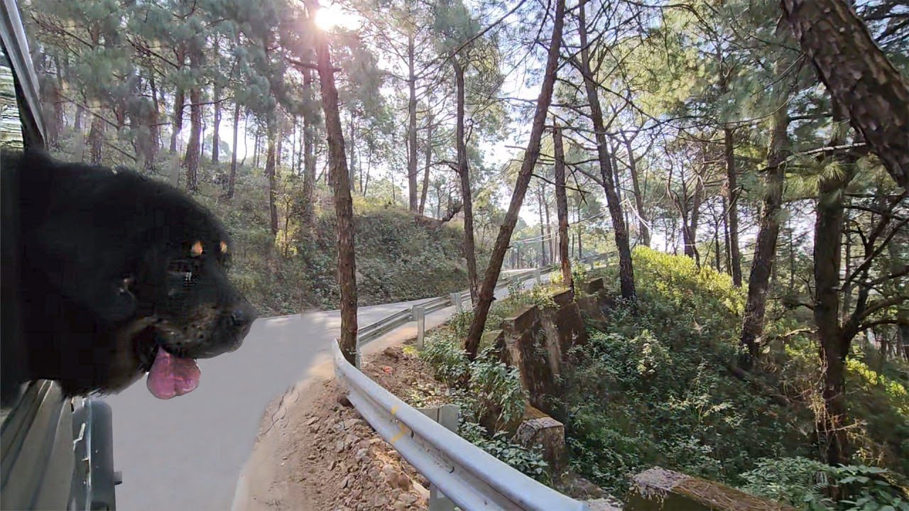 Tibetan Mastiff ki Thar Ride - YouTube