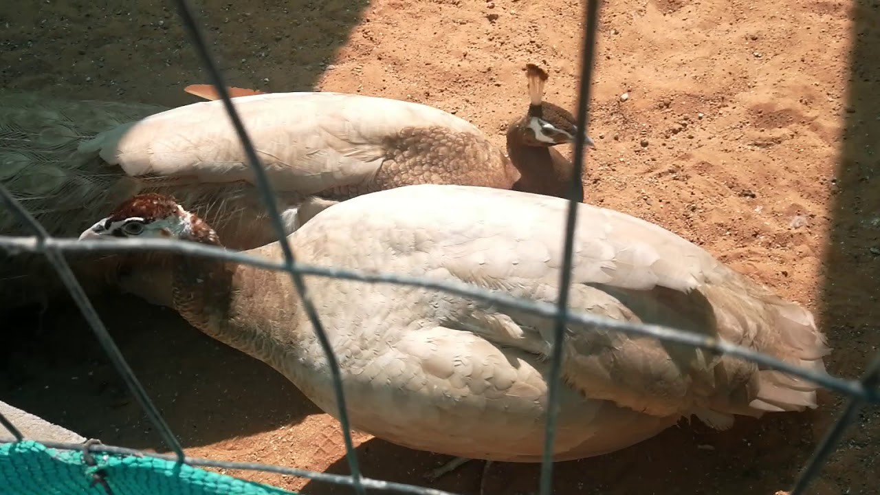 Rak peacocks birds - YouTube