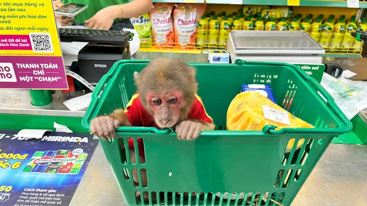 Monkey Sun happily went to the supermarket with his father to buy ...
