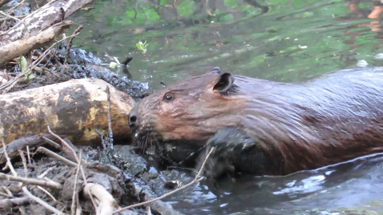 Watch this Little BEAVER working on his DAM ... makes 4 trips with mud ...