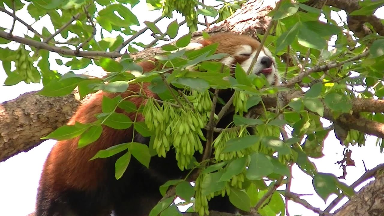 Exhausted Red Panda - YouTube