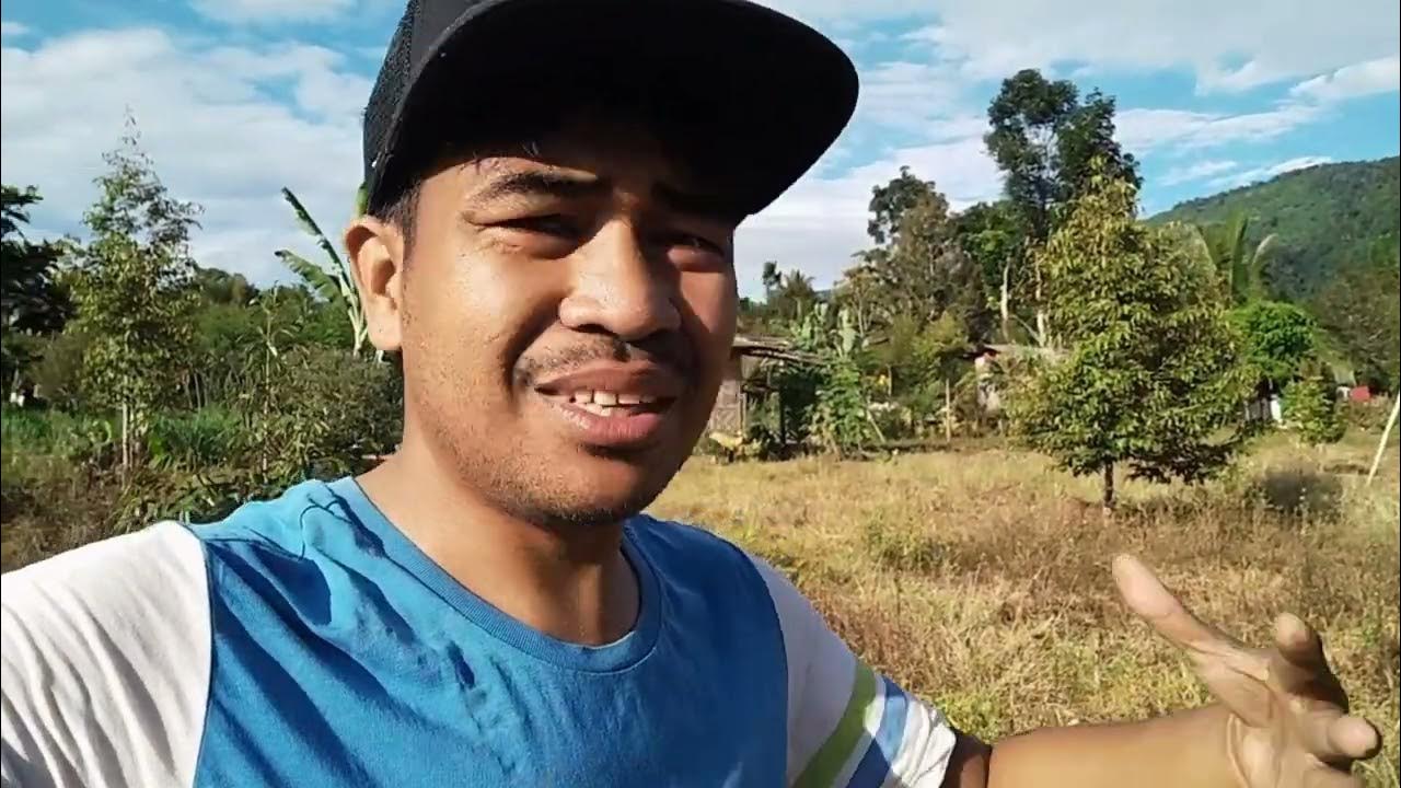 Wow! Ang Dami Na Ng Tanim Natin Na SETARIA GRASS/Buhay Bukid TV - YouTube