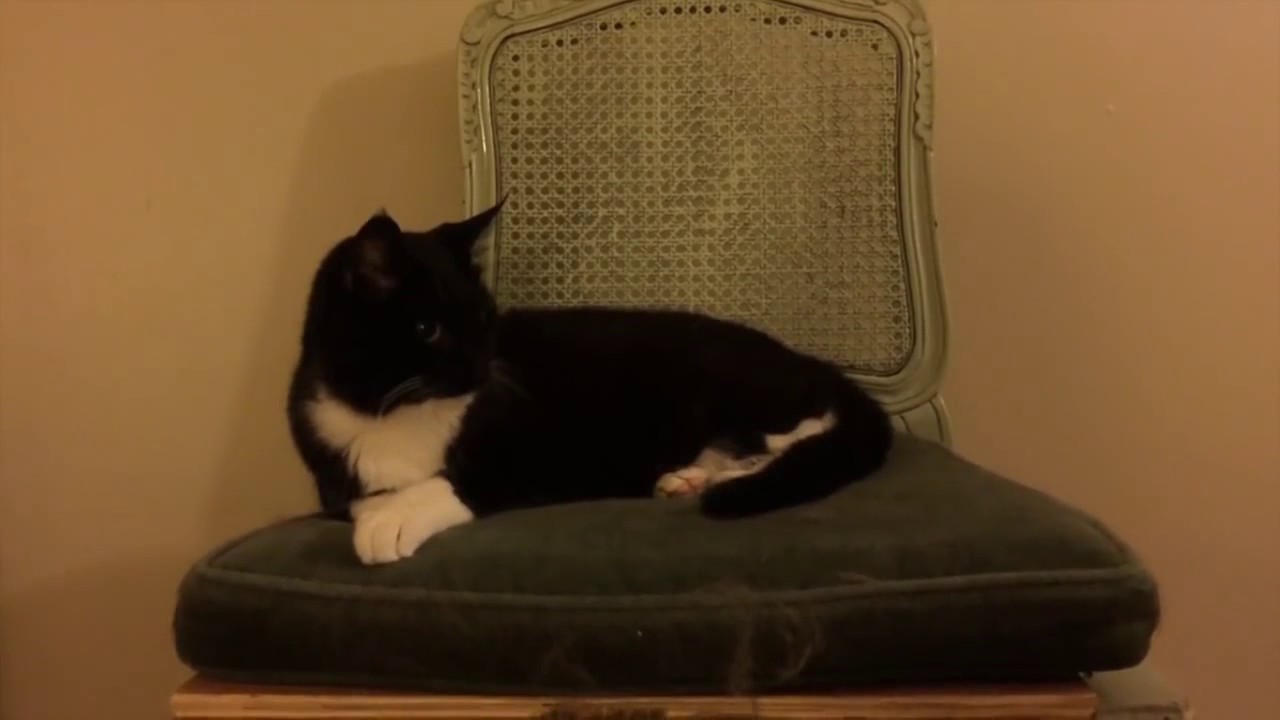 Amazing Cat You Won't Believe What He Does Parry Gripp - YouTube