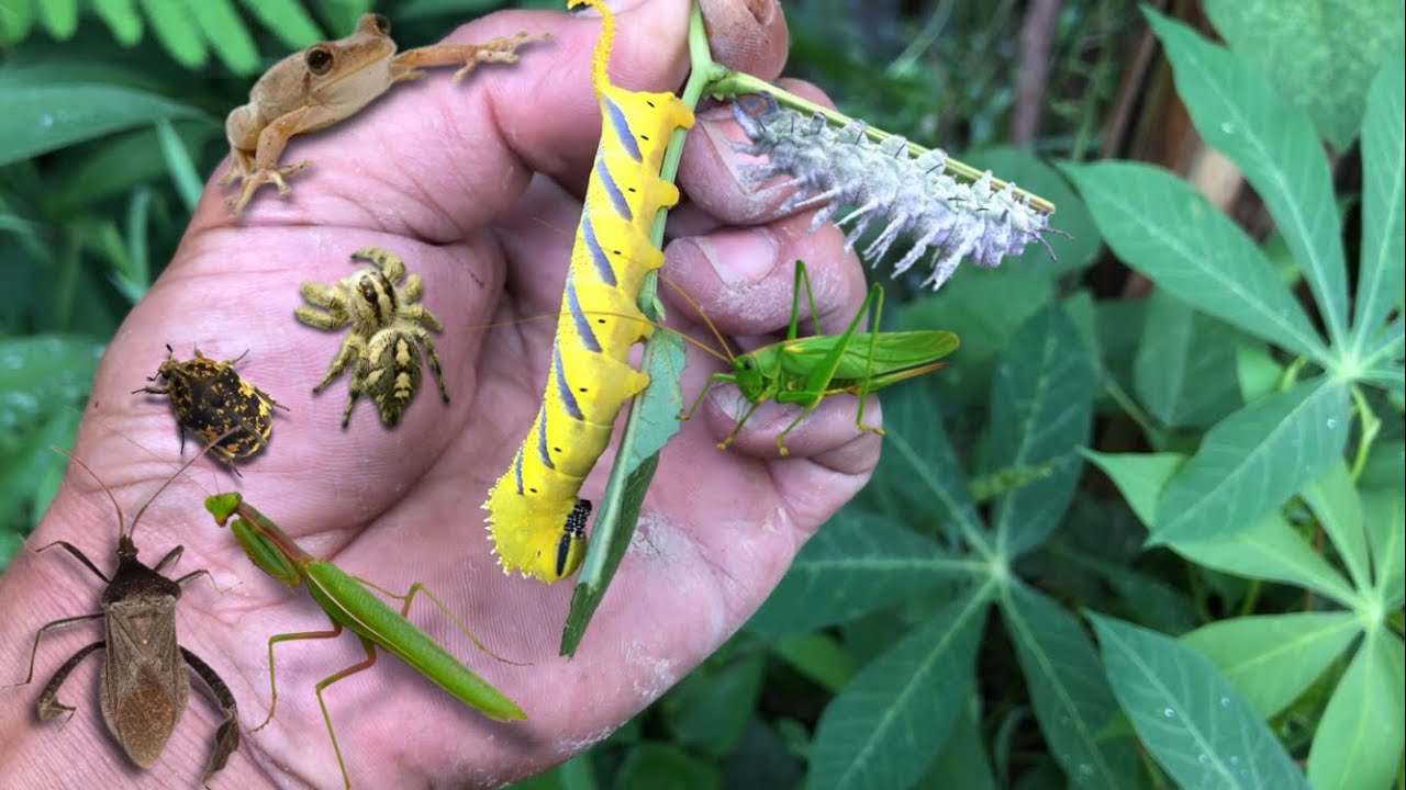 amazing hunt..!!! discover beautiful rare caterpillars and various ...