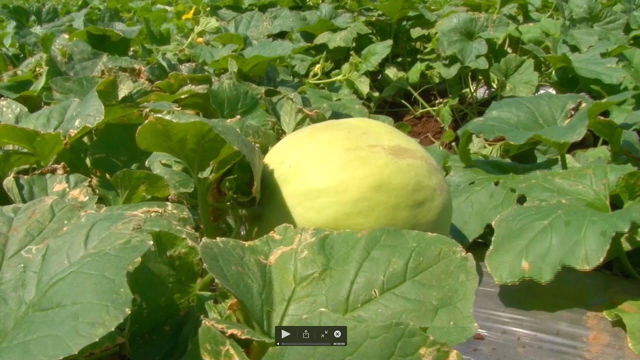 Cultivo del Melón. Plagas Comunes, Importancia del muestreo - YouTube