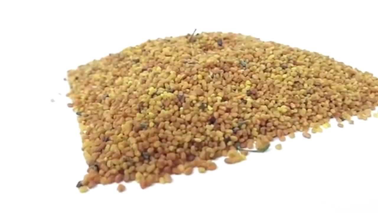 Andrographis paniculata Seeds India - [Supplier & Exporter] Extract ...