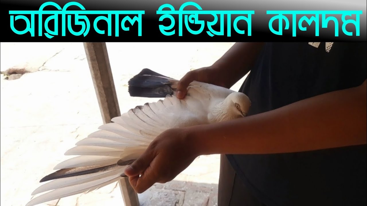 ইন্ডিয়ান কালদম কবুতর ২০২৩ || Indian kaldom kobutor 2023 - YouTube