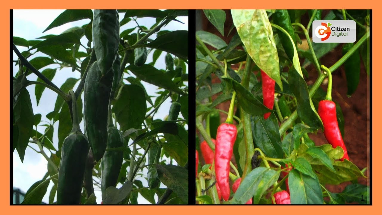 Kenya's Gold | Chilli farming in Kenya - YouTube