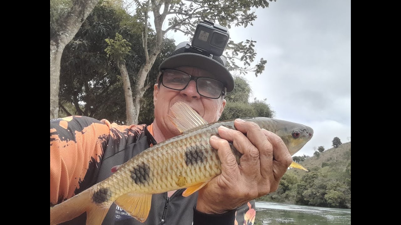 Muita Piava no Mandizeiro - YouTube