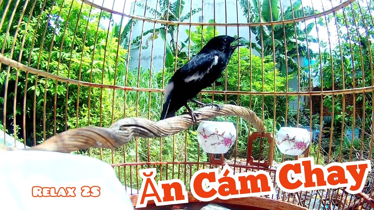 Chim ăn cám chay 2 tuần nhiền chán quá anh em ơi may mà vẫn còn hót ...