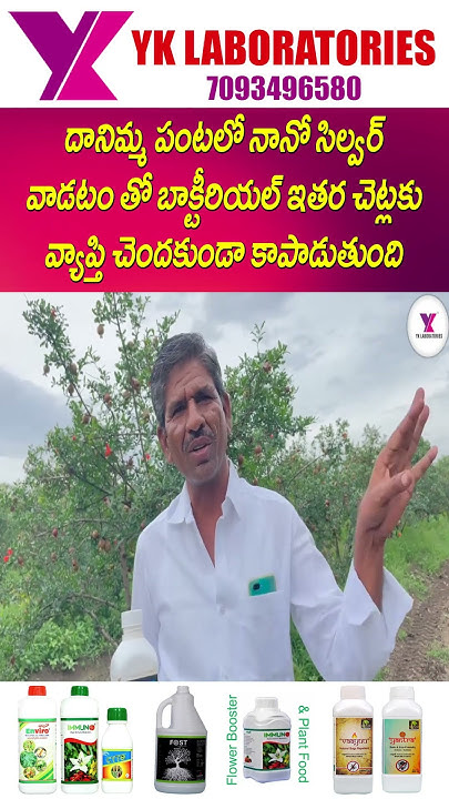 దానిమ్మ పంటలో నానో సిల్వర్ వాడటం తో బాక్టీరియల్ ఇతర చెట్లకు వ్యాప్తి చెందకుండా కాపాడుతుంది | YK ...