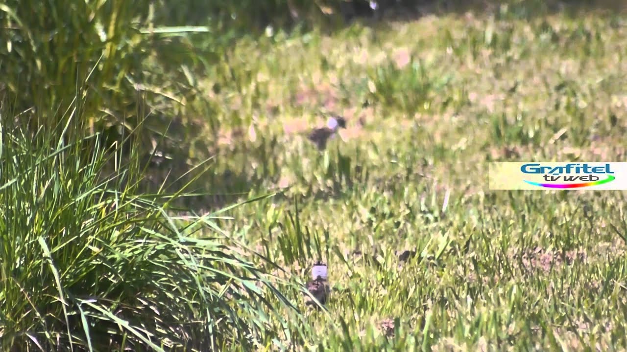 Treile, Queltehue, Tero (Vanellus chilensis) - YouTube