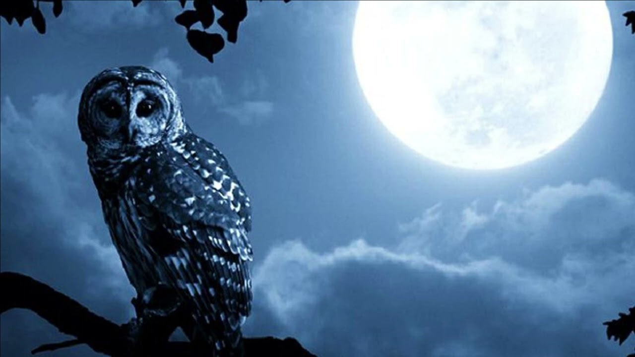 Suara burung hantu asli seram - YouTube
