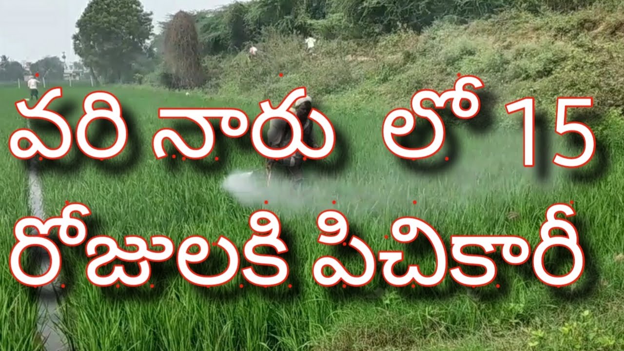 Vari Naru Pichikari || Purugula Mandhu || Pottepalem || Muni ...
