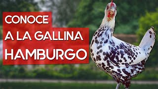Rhode Island Red: alimentación, crianza, cuidados y más