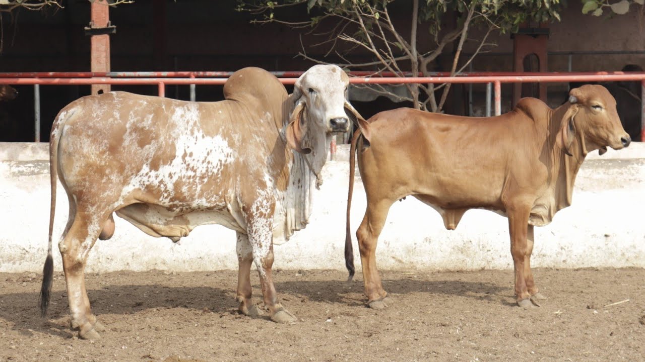 Live world Top class gir bull Arya ready for breeding - YouTube