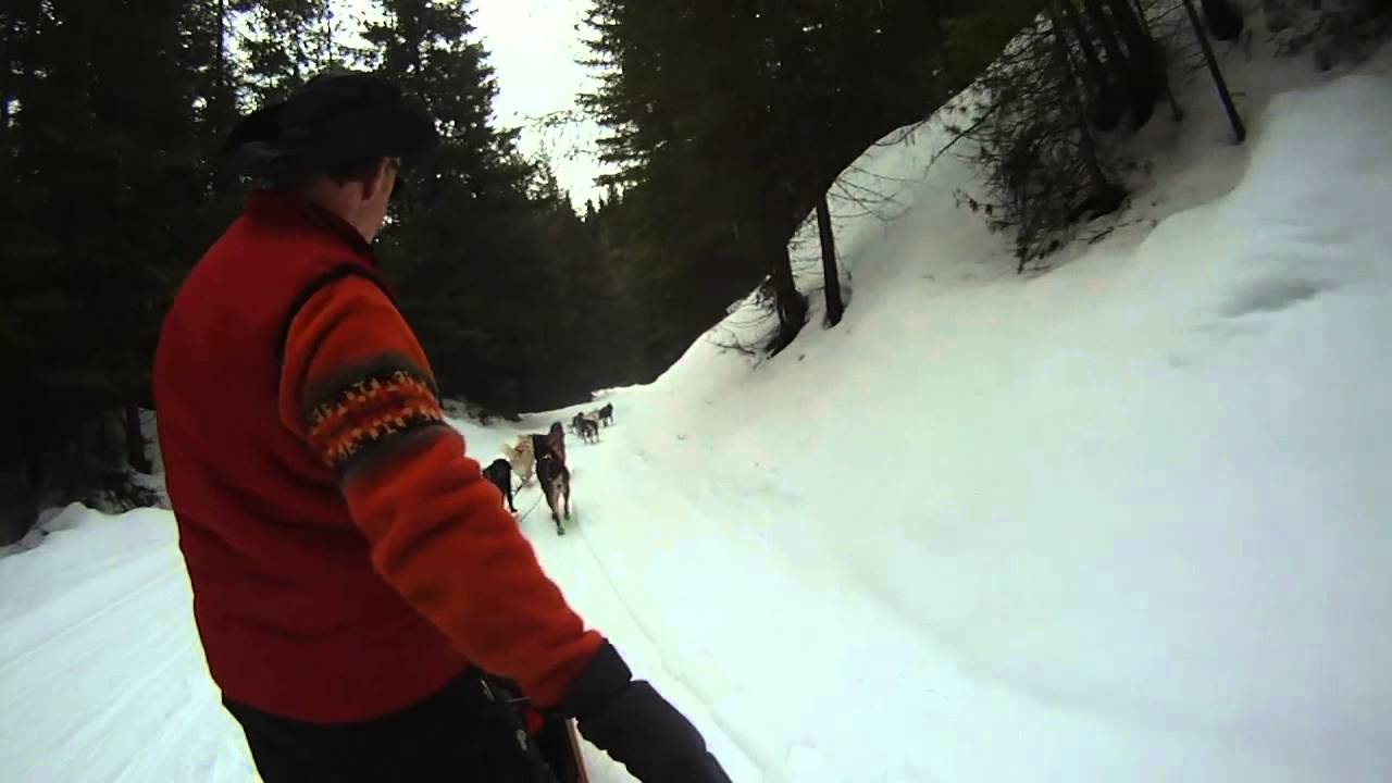 Dog Sledding - Fish Lake Sno-Park, WA - YouTube