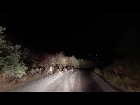 Akçadağ’ı yaban domuzu sürüsü bastı