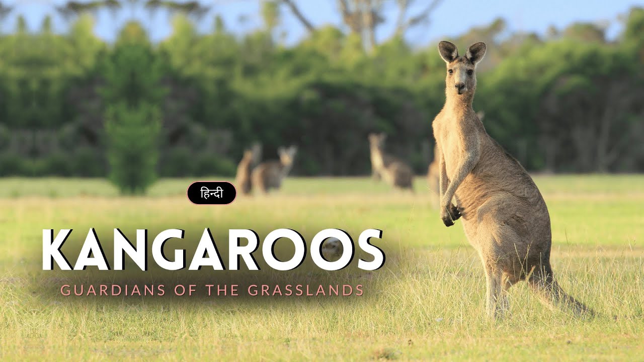Kangaroos - Guardians of the Grasslands – [Hindi] – Infinity Stream ...