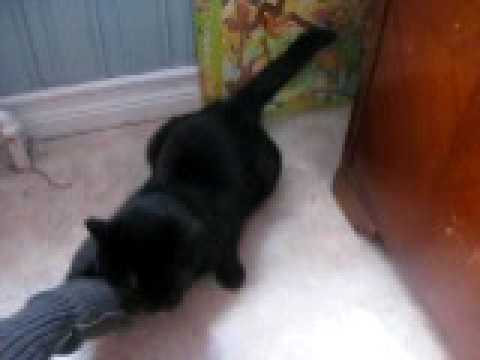 roliga katter - YouTube