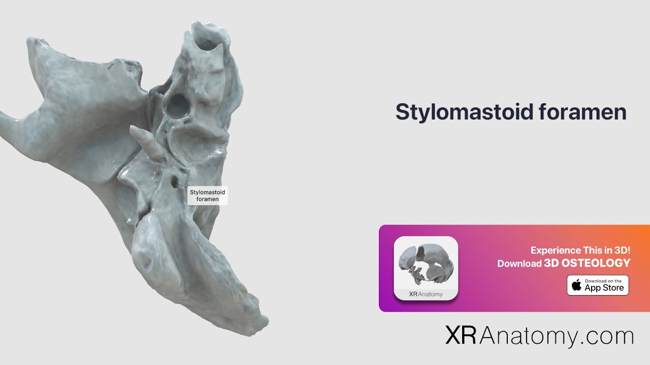 Stylomastoid Foramen