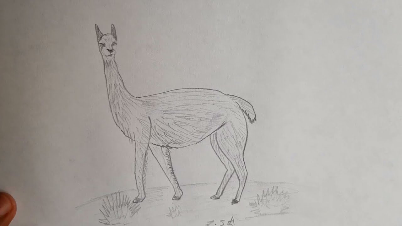 ¿Cómo dibujar una VICUÑA? | How to draw a VICUÑA? |HD - YouTube