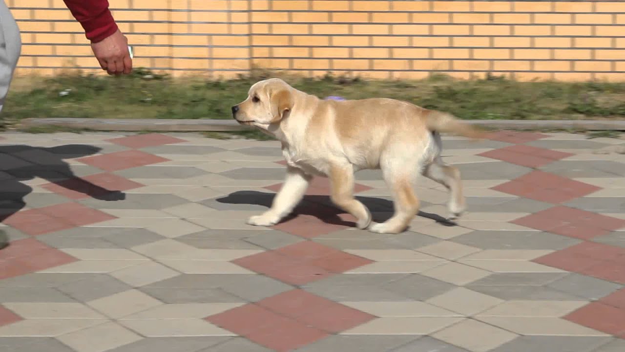 Konsul Lab Grand Canyon - 3m - YouTube