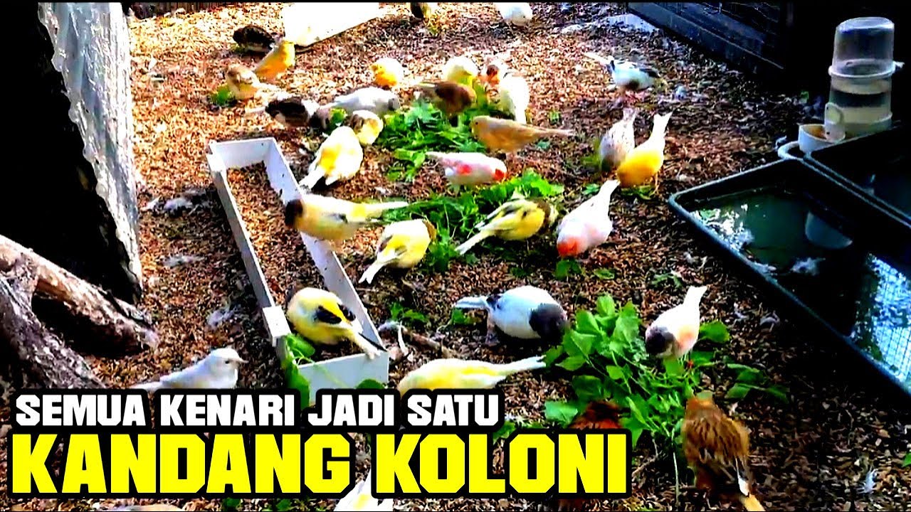 Aviary Kenari|semua jenis kenari Gloster,Lizard,agate,mozaik jadi satu ...