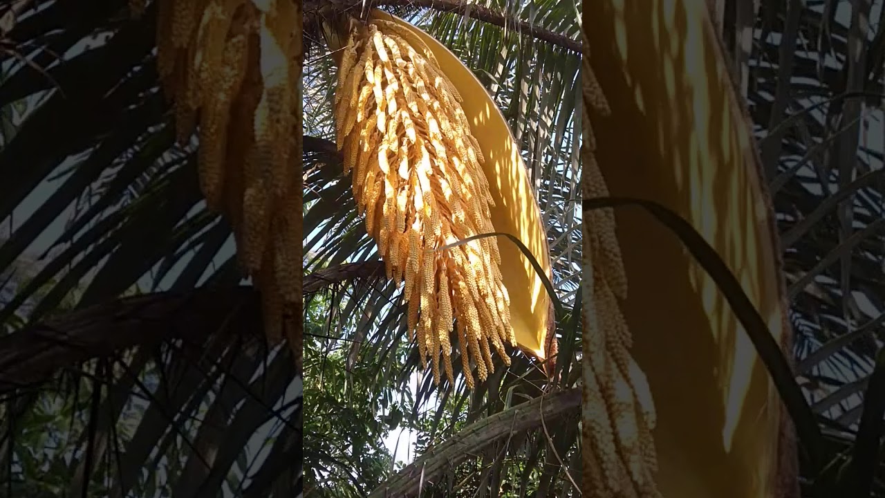 Coco macaúba - YouTube