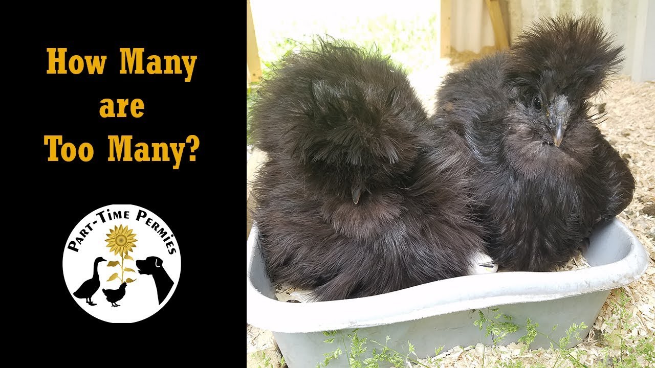 How Many are Too Many Chickens??? - YouTube
