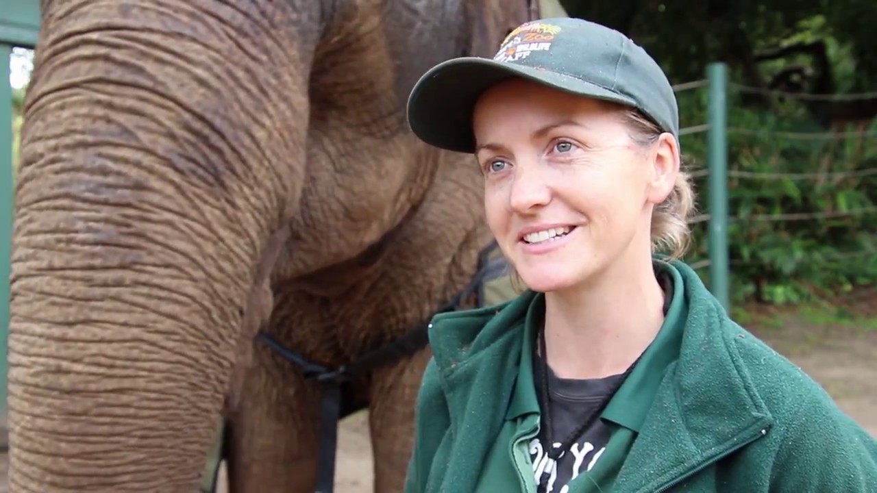 Tricia the elephant's winter blanket | Perth Zoo - YouTube