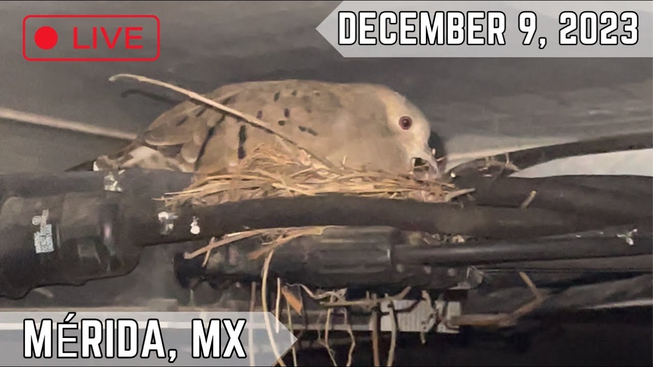 Merida Greatness #2 | livestream, Birding, Birdwatching, Live Bird ...