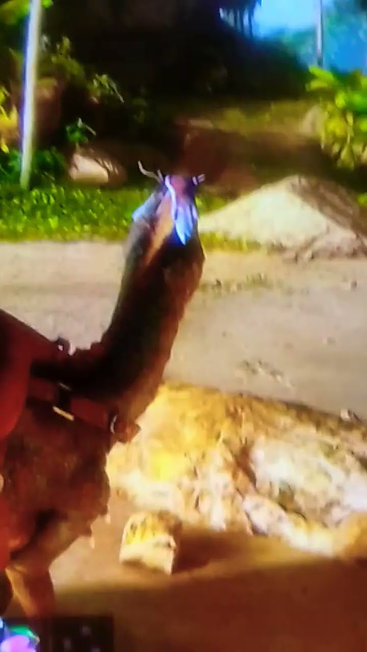 dodo bet bob - YouTube