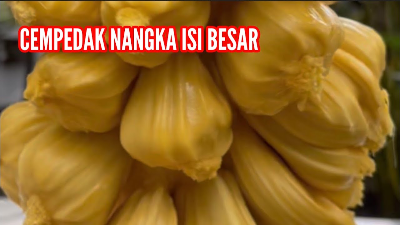 Nangka Cempedak