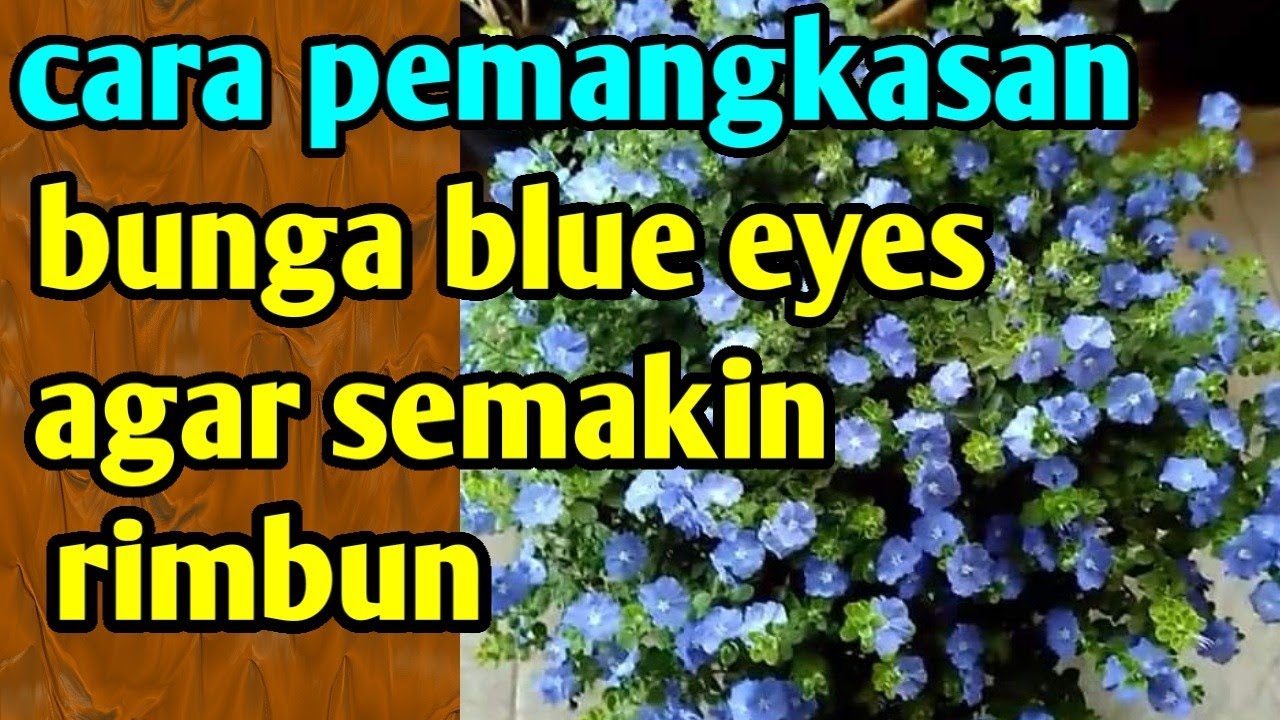 Cara Pemangkasan Bunga Blue Eyes Agar Semakin Rimbun - YouTube