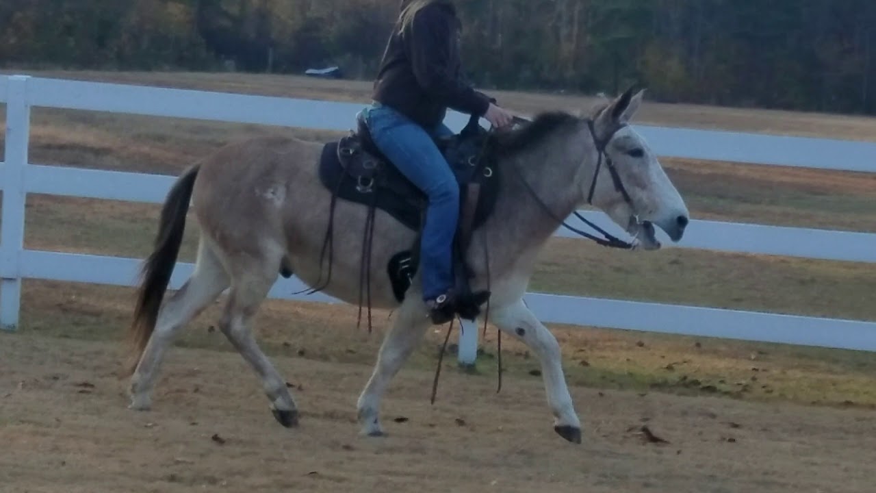 Very cool 13 hand John Mule - YouTube