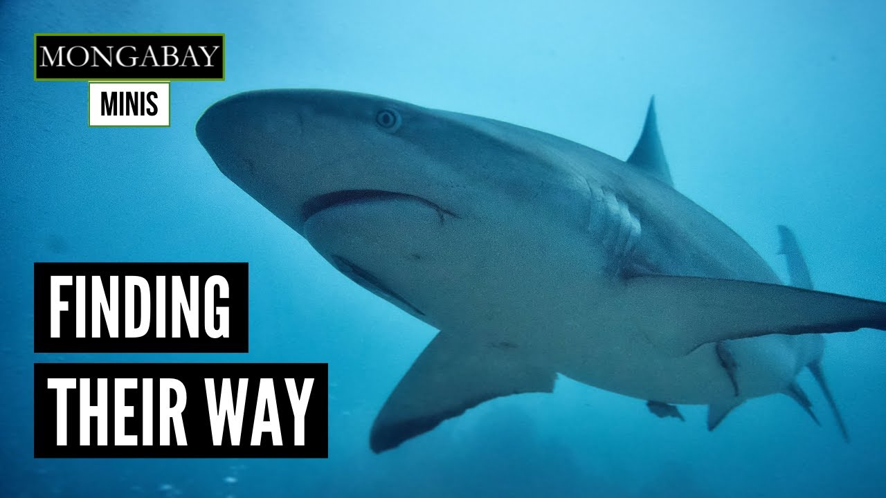Sharks use electromagnetic fields as GPS, study says - YouTube